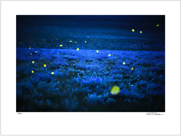 Fireflies on the Prairie at night in Kansas – Small World Gallery